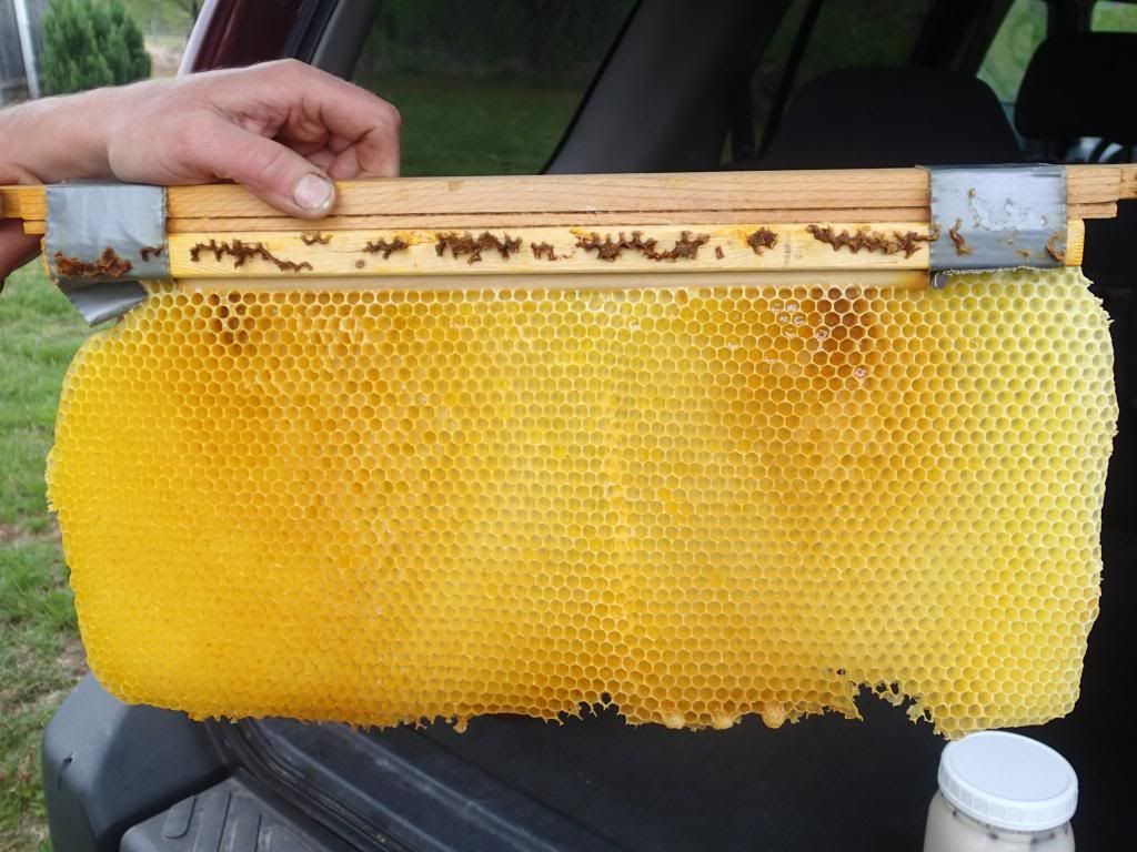First tbh | Beesource Beekeeping Forums